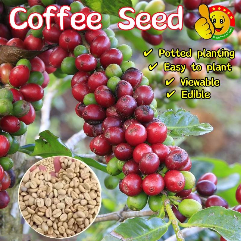 30เมล็ด เมล็ดพันธุ์ กาแฟ Coffea Seeds Coffee Tree Seeds Coffee Beans ...