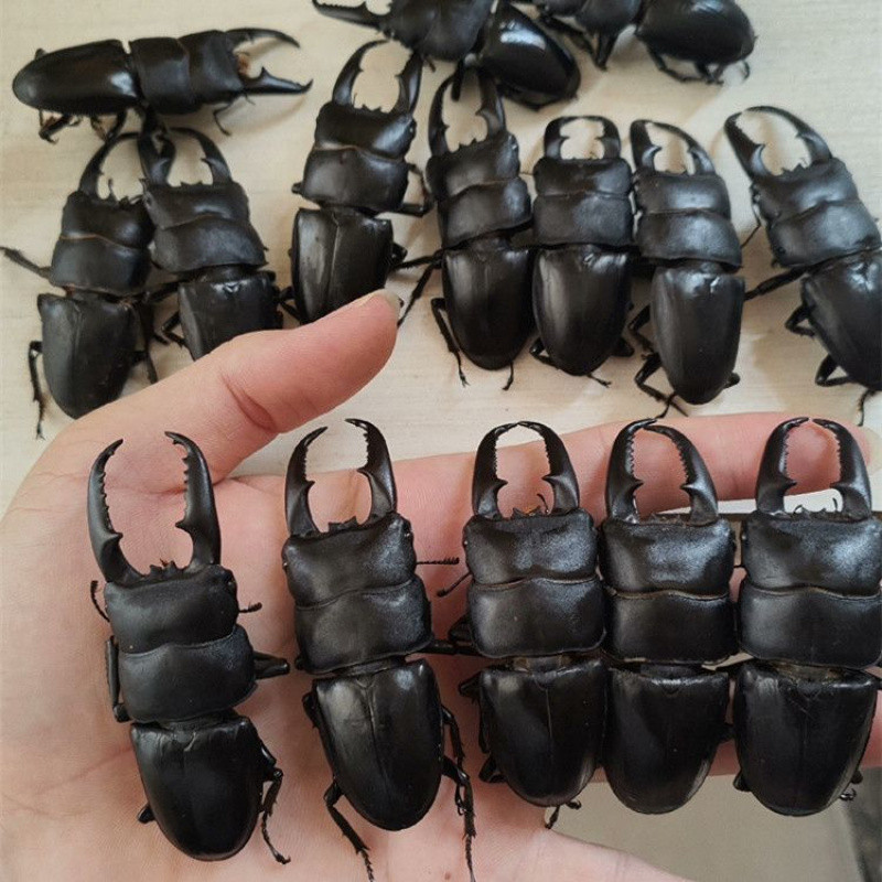 Large Stag Beetle Flat Insect Specimen Wet DIY Production Homework ...