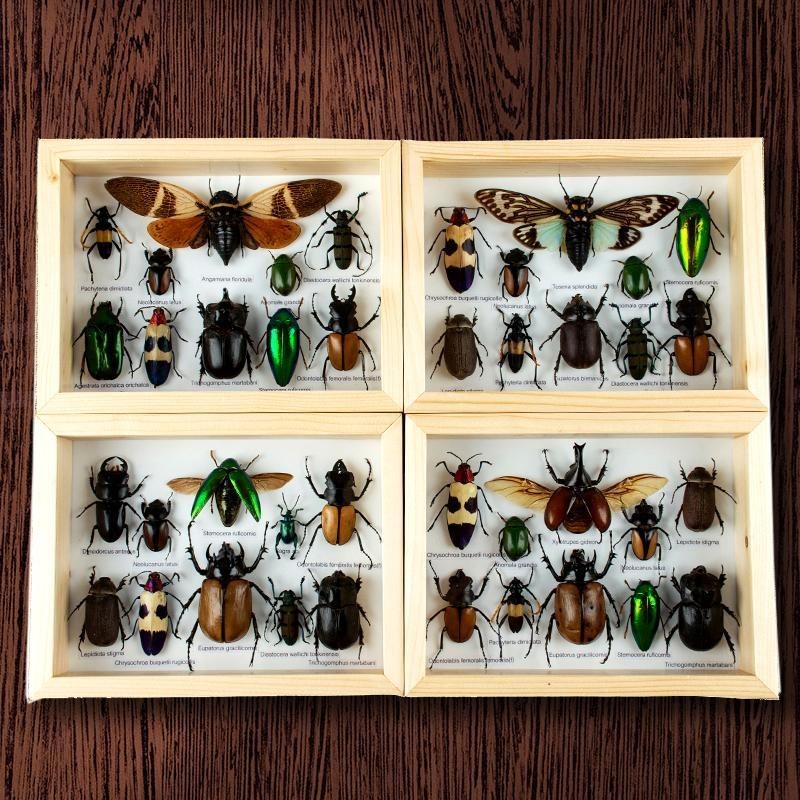 Solid Wood Border True Insect Specimen Children'S Gift School ...