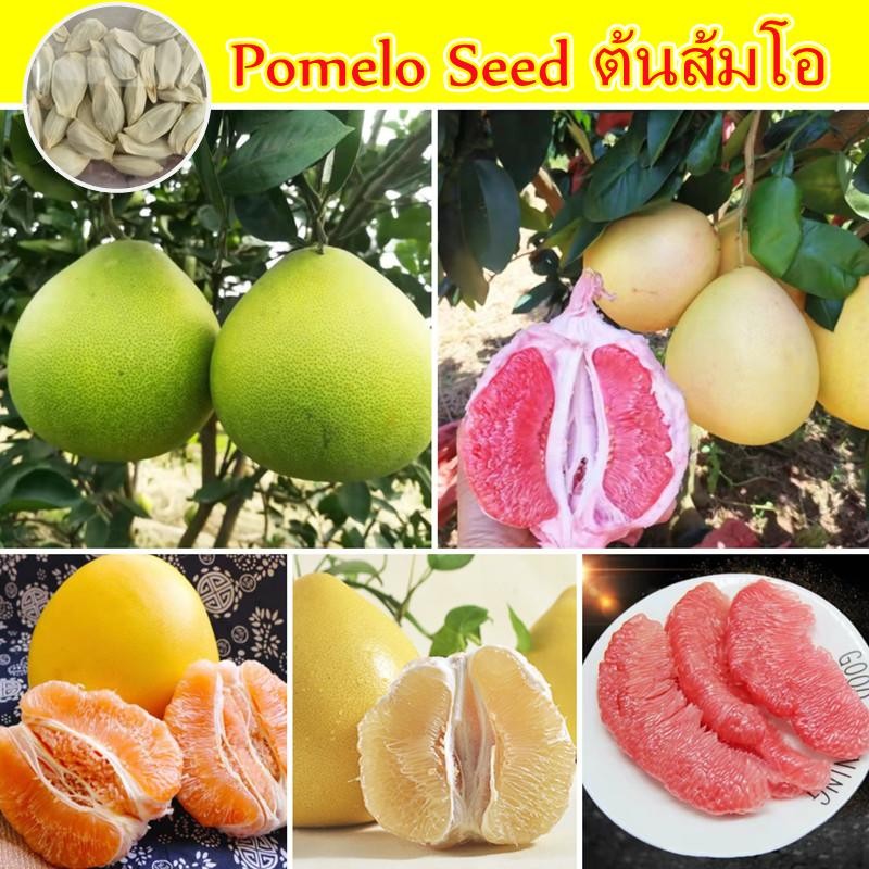 เมล็ดพันธุ์ ต้นส้มโอ บรรจุ 10เมล็ด Mixed Pomelo Seed Fruit Seeds เมล็ด ...