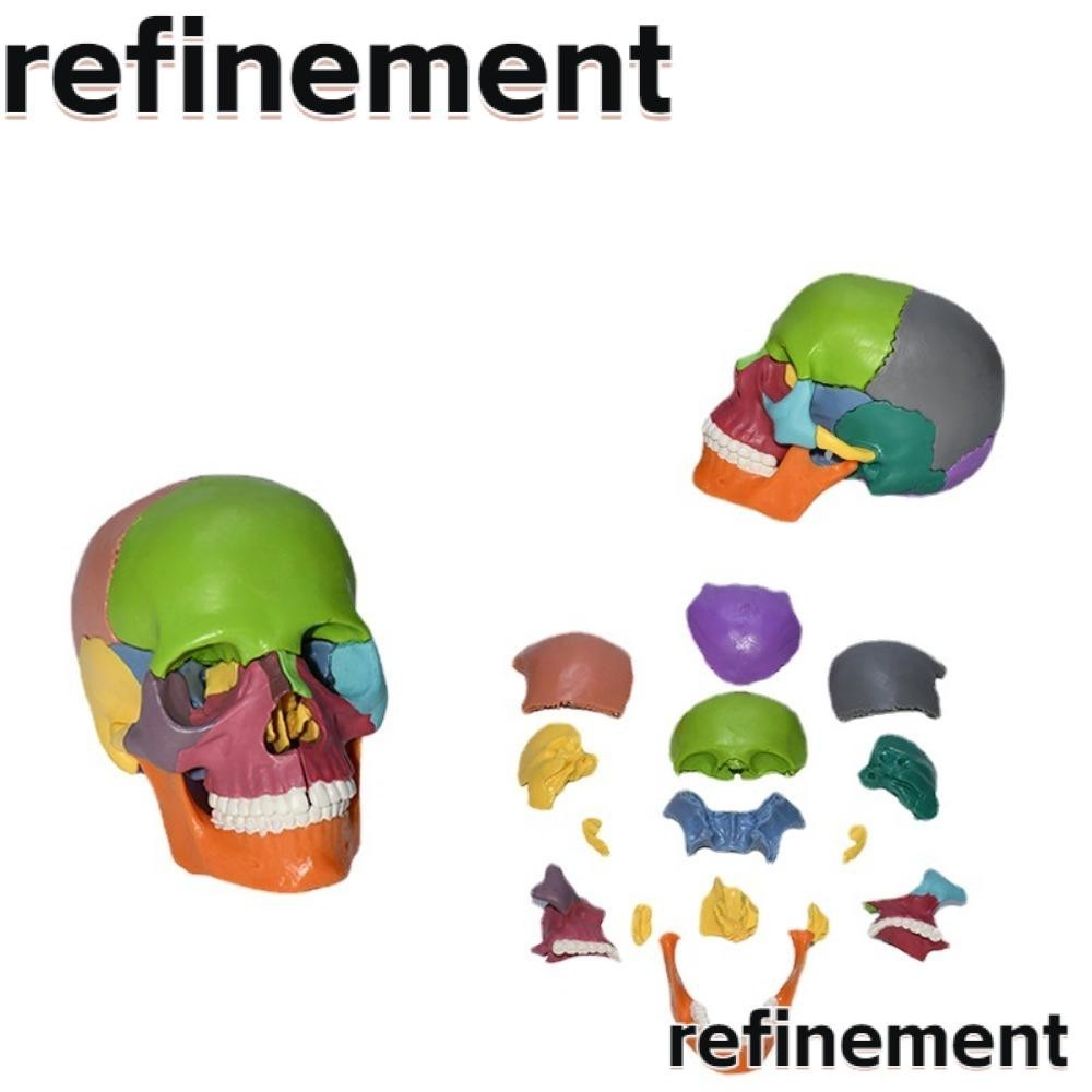 Refinement Anatomy Human, 15 ส่วน Anatomy Skull, Clinic Medi cal Skull ...