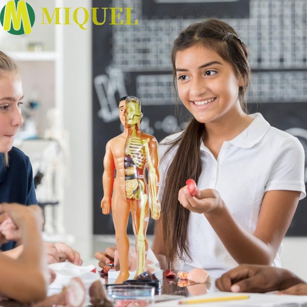 Miquel Human Body Model, Anatomy Model Man Man Anatomy รุ่นร่างกาย ...