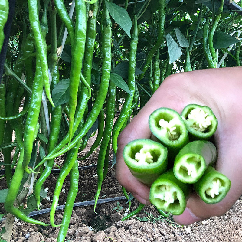 เมล็ดพันธุ์ พริกไทยเส้นยาว บรรจุ 100 เมล็ด Long Chilli Seeds Pepper ...