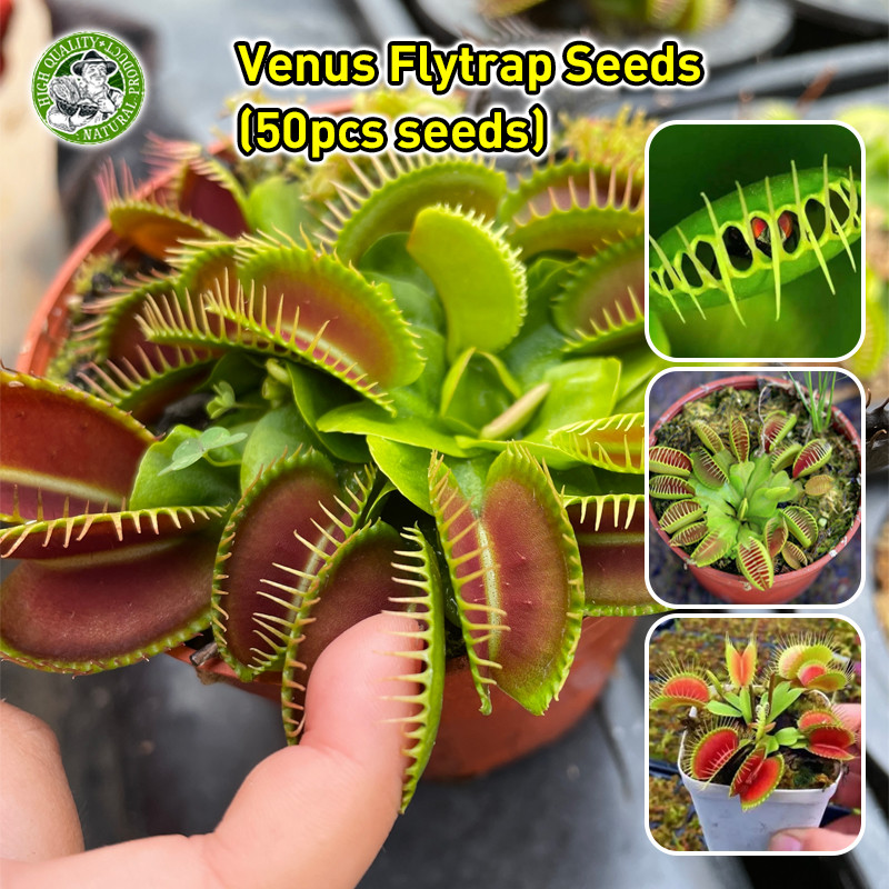 สินค้าดี มีคุณภาพ กาบหอยแครงปากแดง เมล็ดบอนสี Venus Flytrap Seeds Fly Trap Funny Plants Seeds ...