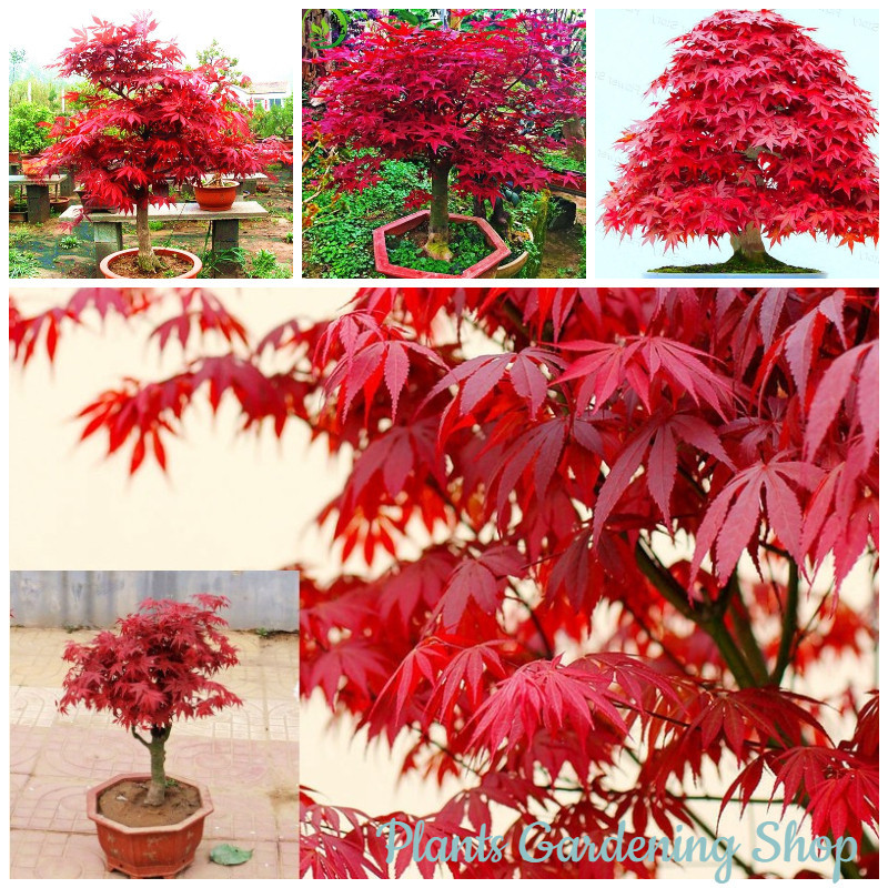 เมล็ดพันธุ์ ต้นเมเปิ้ลแดง Red Maple Seeds แต่ละแพ็คมี 50 เมล็ด ดอกไม้ ...