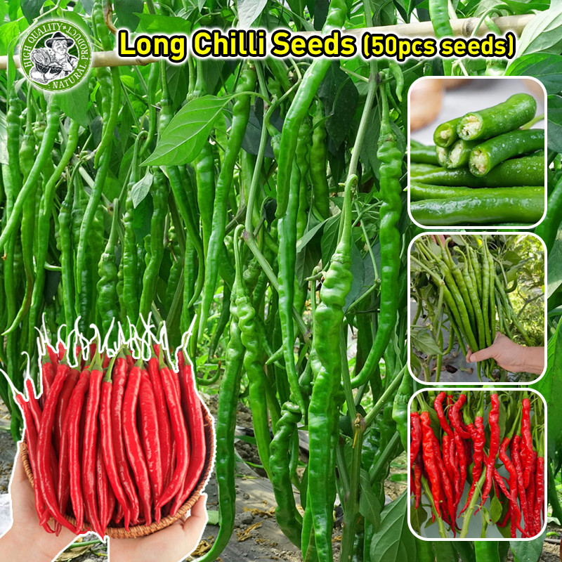 กุหลา พริกหนุ่มเขียว Red Long Chili Peppers Seeds Super Long Hot Chili ...