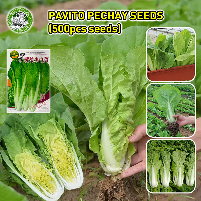 ผักกาดขาวน้อยขาวนวล เมล็ดพันธุ์ White Stem Pechay Seeds Rapid 30 Days ...