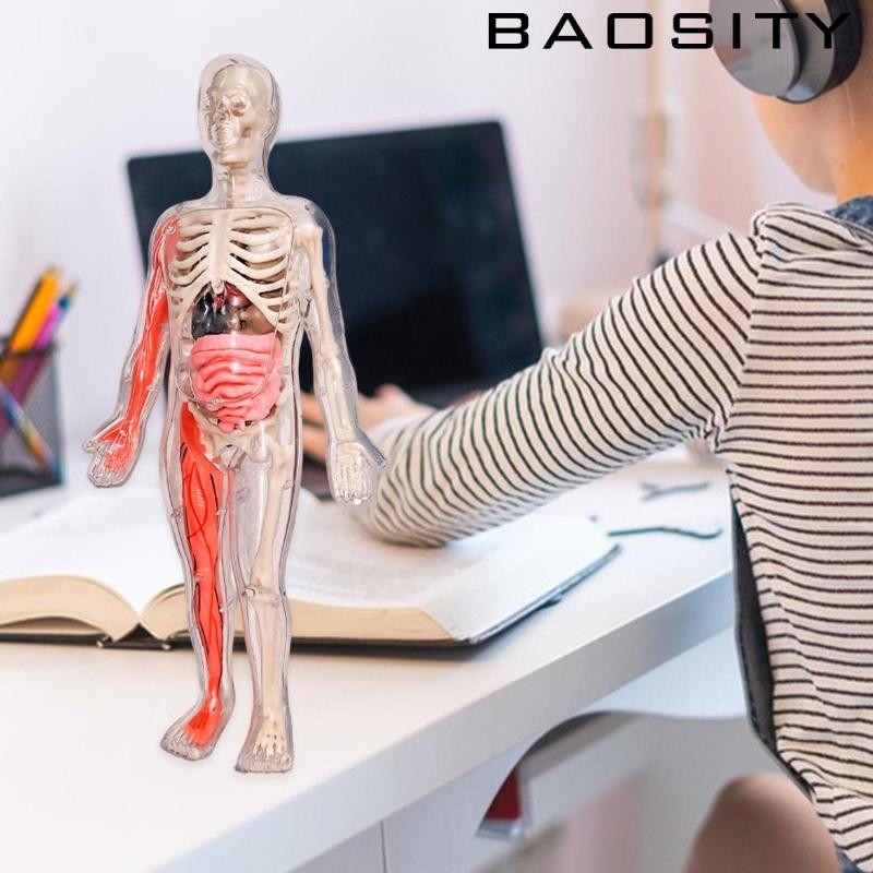 [Baosity] Human Body Puzzle Kits ชุดวิทยาศาสตร์แบบโต้ตอบ 3D Anatomy รูป ...