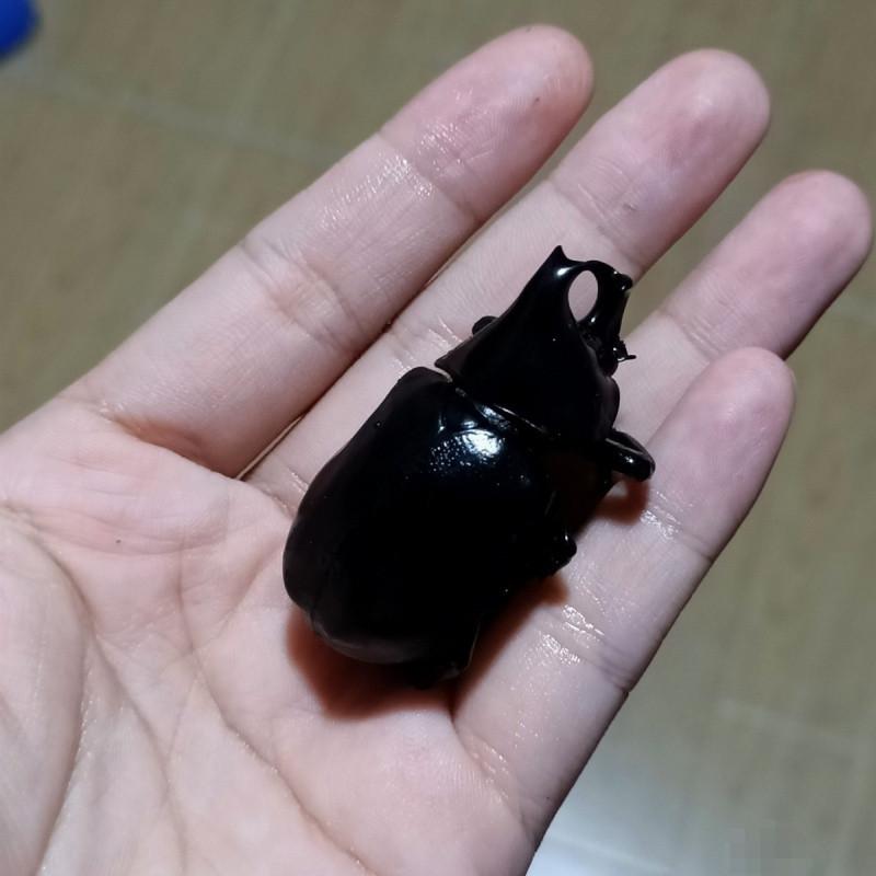 Real Insect Specimens Rubber Osmanthus Beetle Ji Pocket Wet Insect ...