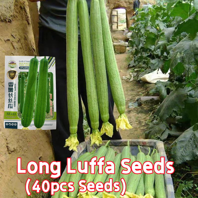 เมล็ดพันธุ์ใยบวบยาว บรรจุ 40เมล็ด Long Luffa Seed Vegetable Seeds เมล็ด ...