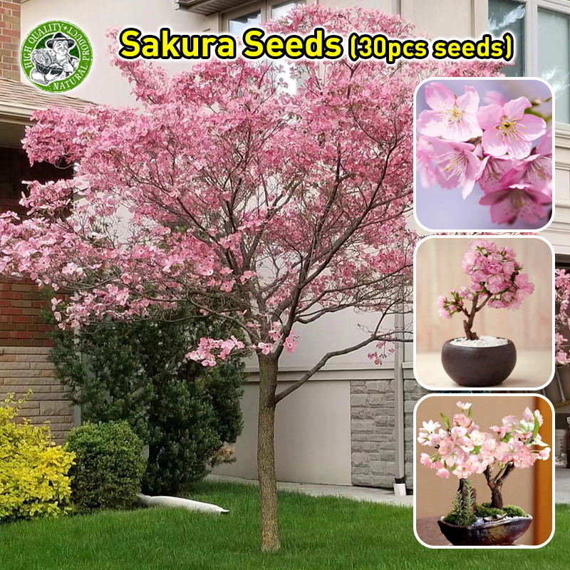 ของแท้ เมล็ดซากุระญี่ปุ่น Original Japanese Sakura Seed Bonsai Flower ...