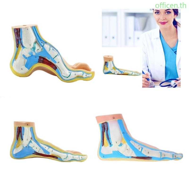 Cen Normal Foot Anatomy Model Flat Foot Model Arched Foot Anatomy Model ...