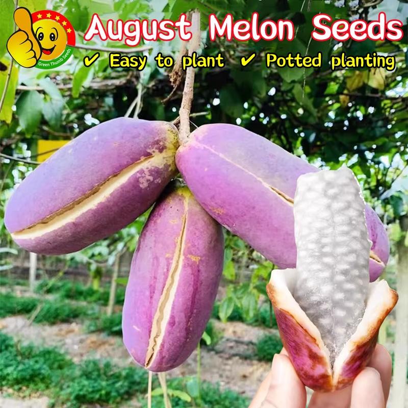 50เมล็ด Sweet August Melon Seeds Fruit Seeds เมล็ดมะละกอ เมล็ดพันธ์มะละกอ มะละกอแขกนวลดำเนิน ...