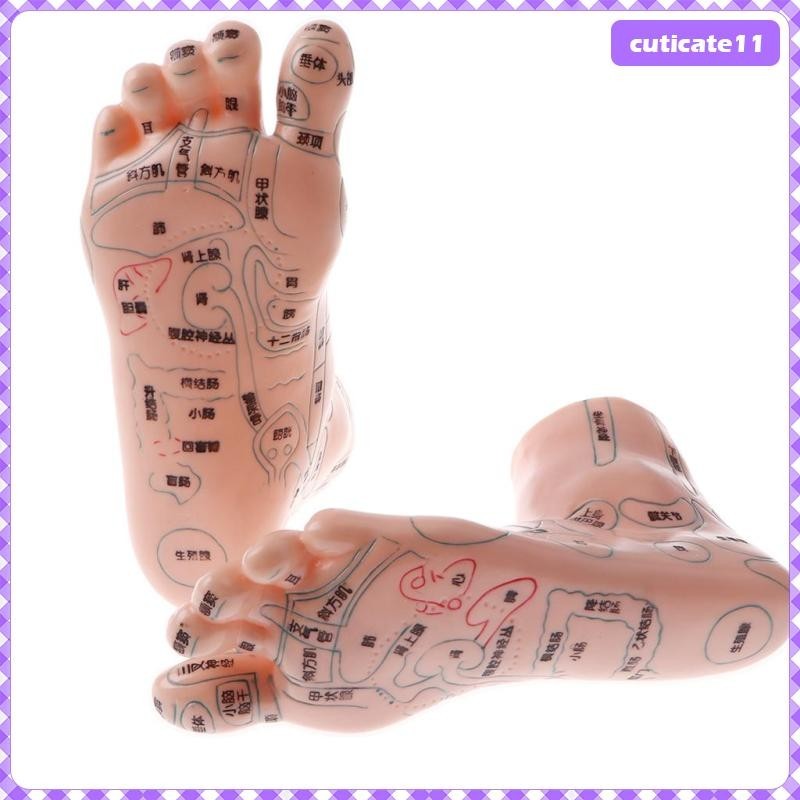 [Cuticate1] 19 ซม. โมเดลเท้าข้อความ Reflexology Acupoint Study Kit ...
