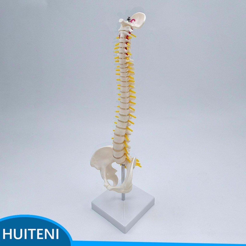 1/2/3 Spine Model Vertebral Column Anatomical for Kids Learning Display ...
