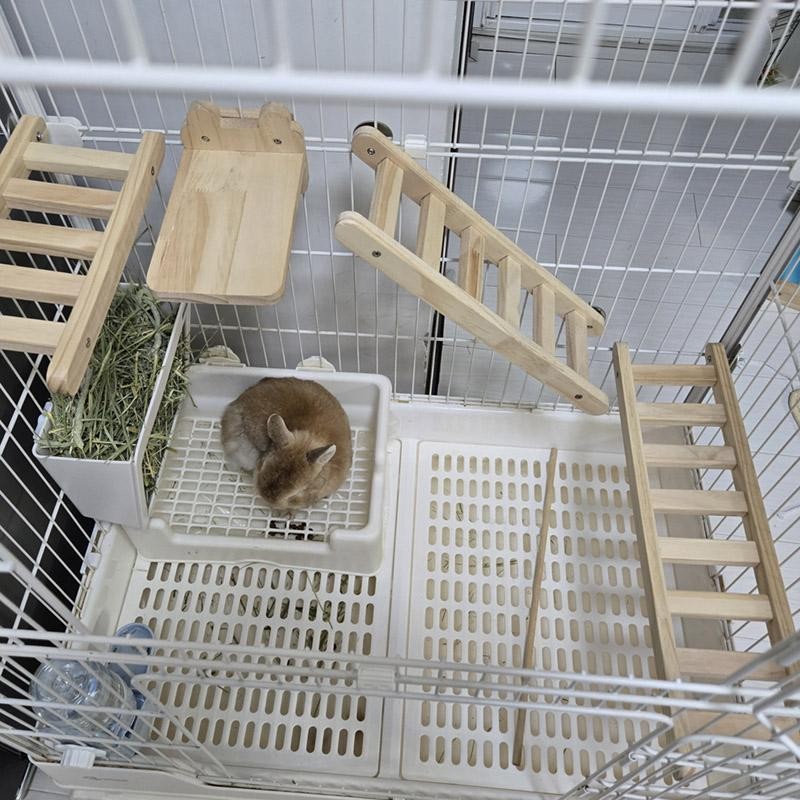 Totoro กระรอก Ferret Pigeon กระรอกกรงคงที่ไม้เนื้อแข็งปีนบันไดหนา ...