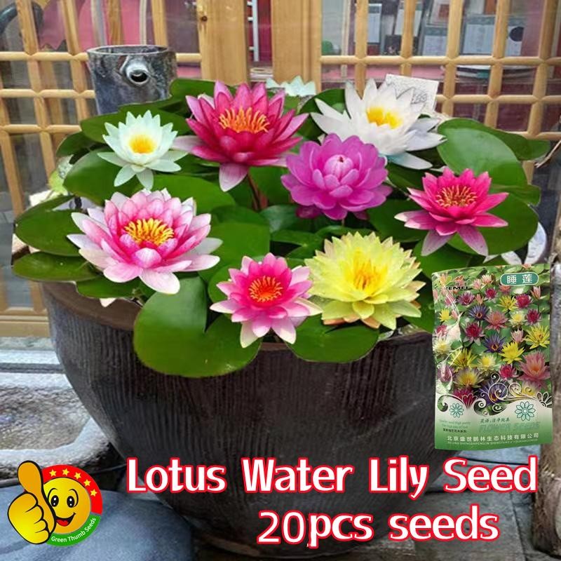 เมล็ดบอนสี บัวน้ำ 20pcs Mini Lotus Seeds Hydroponic Water Lily Flower ...