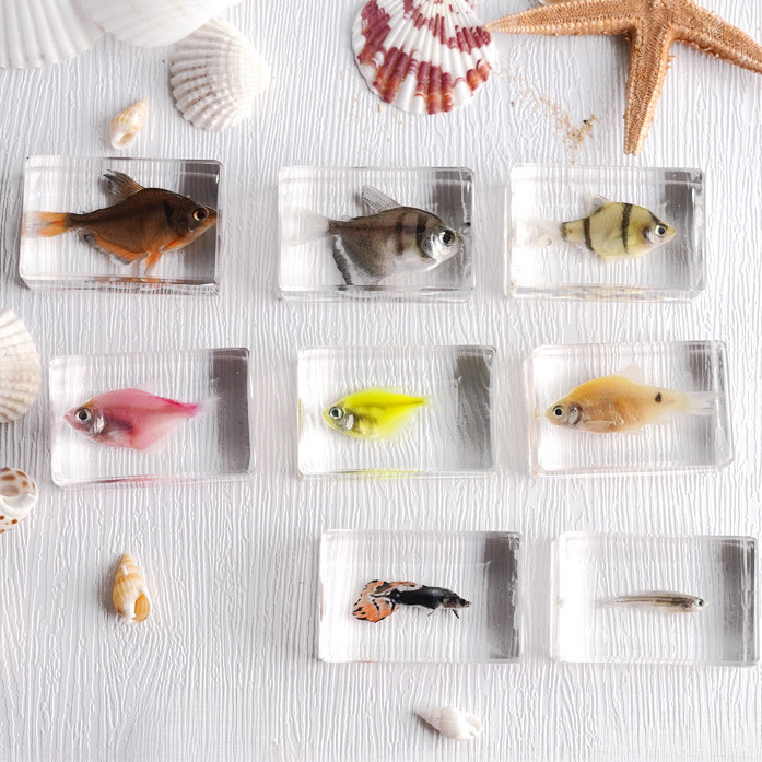 Real Tropical Fish Art Specimen Transparent Amber Aquarium Resin ...