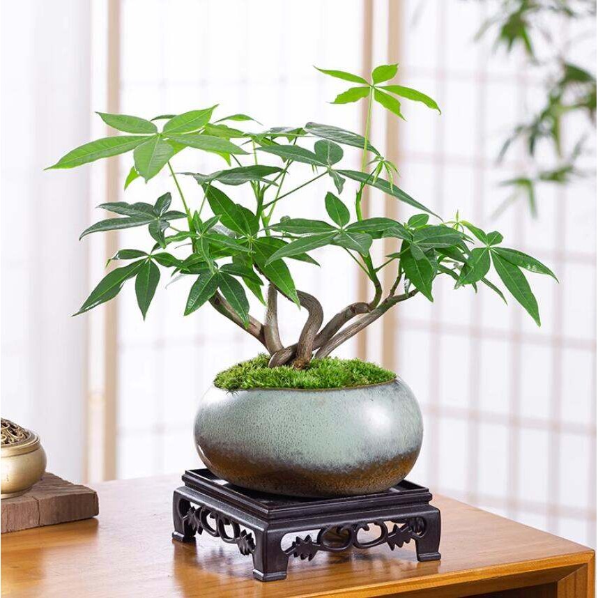 Facai Tree Potted Plant Indoor Plant Planting Office Desktop Bonsai ...