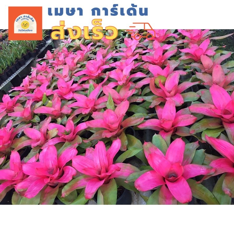 ต้น Neo Pink Debbie นีโอพิงค์เดบบี้ สับประรดสีสับปะรดสีbromeliad ไม้งาม ...