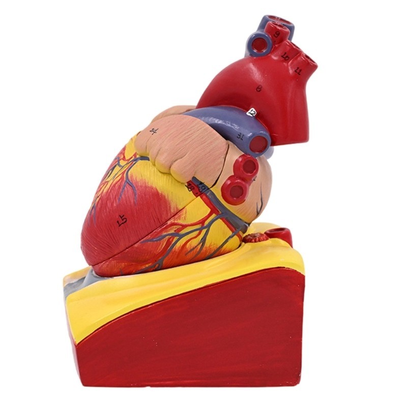 Love* Human Heart รุ่นสําหรับ Anatomy Human Body Heart รุ่น ...