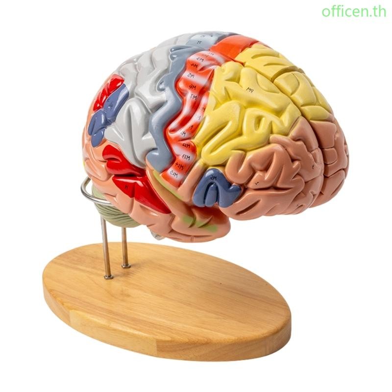 Cen Brain Anatomy รุ่นการฝึกอบรม Aid Anatomical สมองแสดงสมอง Cerebellum ...