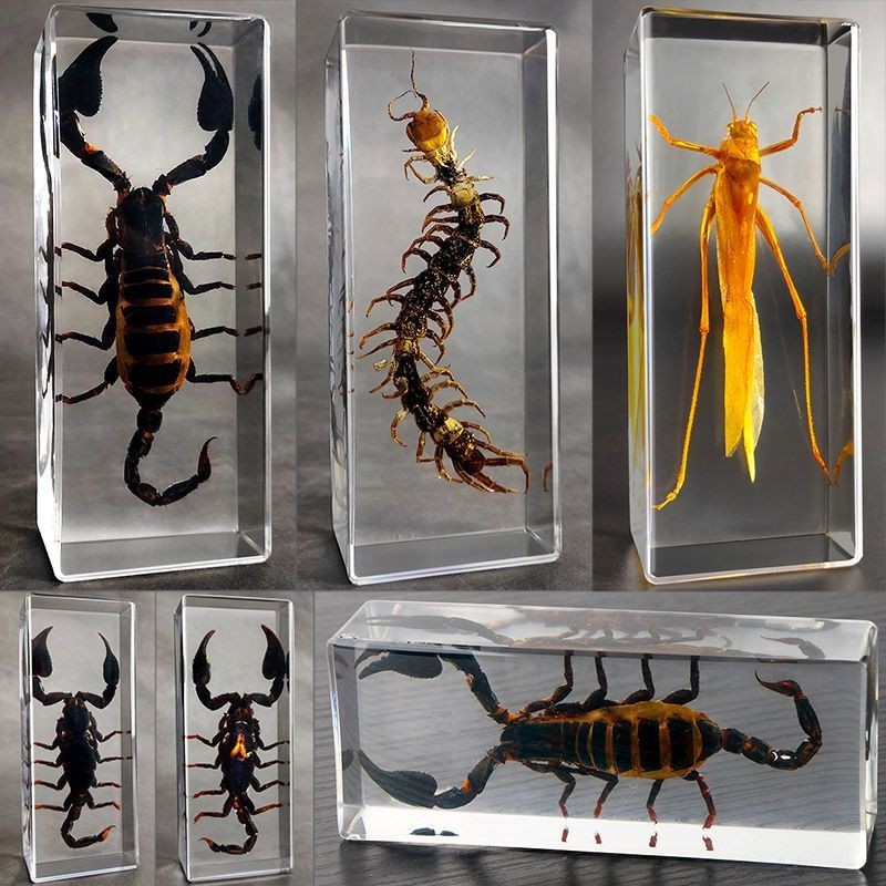 Creative Real Insect Specimen Kindergarten Children'S Early Education ...