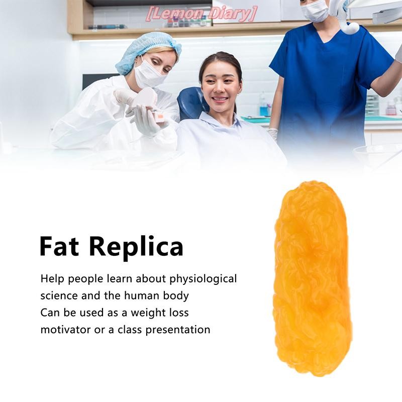 แอลดี| Fat Replica Fatty Tissue Model Human Body Fat Replica 1lb Human ...