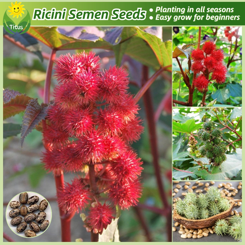 เมล็ดพันธุ์ เมล็ดละหุ่ง 10 เมล็ด Ricini Semen Seeds บอนสี เมล็ดดอกไม้ ...