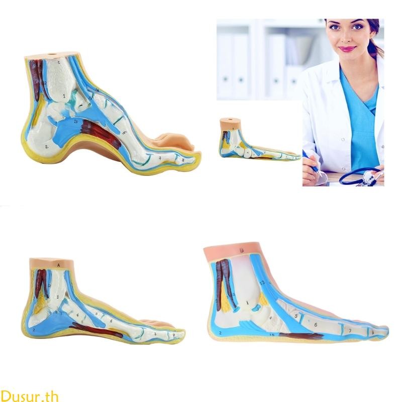 Dusur ปกติเท้า Anatomy รุ่นเท้าแบน Anatomy เท้าโค้ง Anatomy รุ่นรวมทั้ง ...