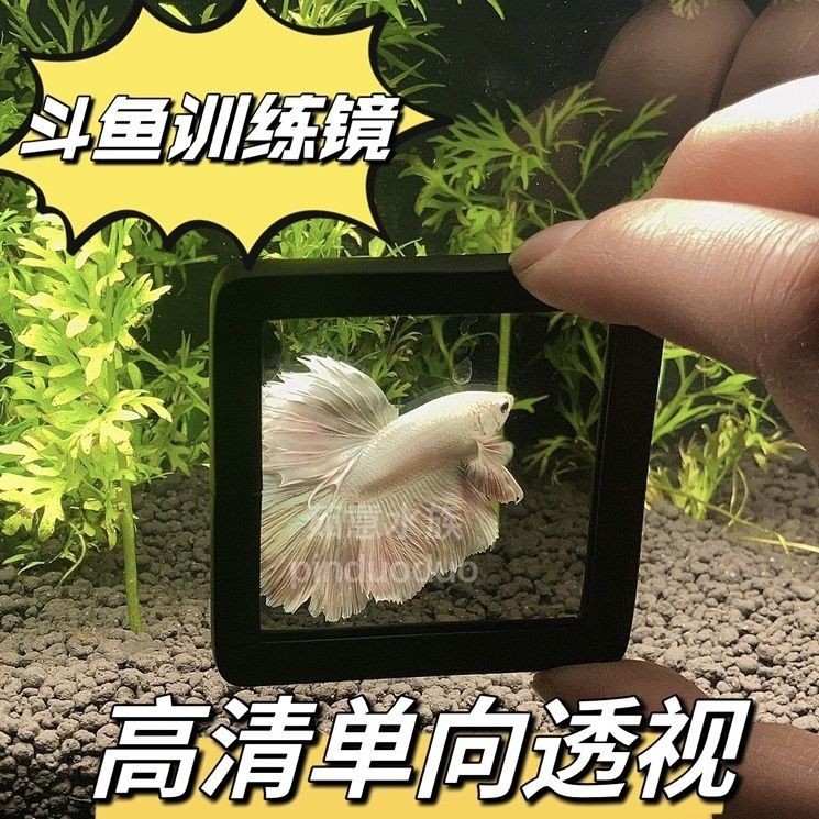 กระจกฝึกปลากัดไทยกระจกนอกถังมุมมองทางเดียวพิเศษ Luo Han Fish Lei Long ...