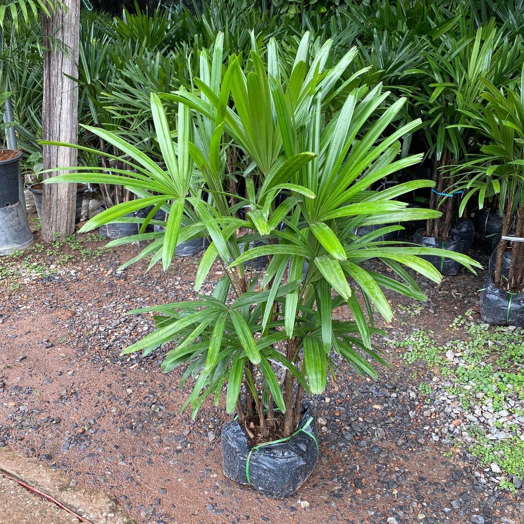 ต้นจั๋งญี่ปุ่น สูง 80-90cm. บรรจุถุงดำ | Shopee Thailand