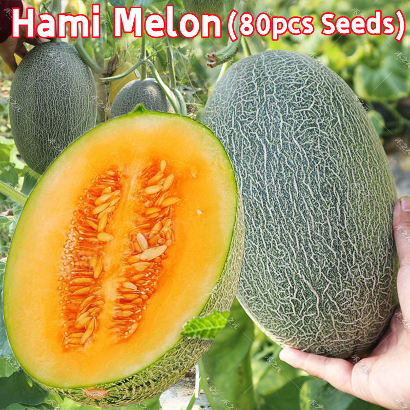 ปลูกได้ทั้งปี งอกง่าย 80 เมล็ด เมล็ดพันธุ์ เมล่อน โตไว ทานอร่อย Hami ...