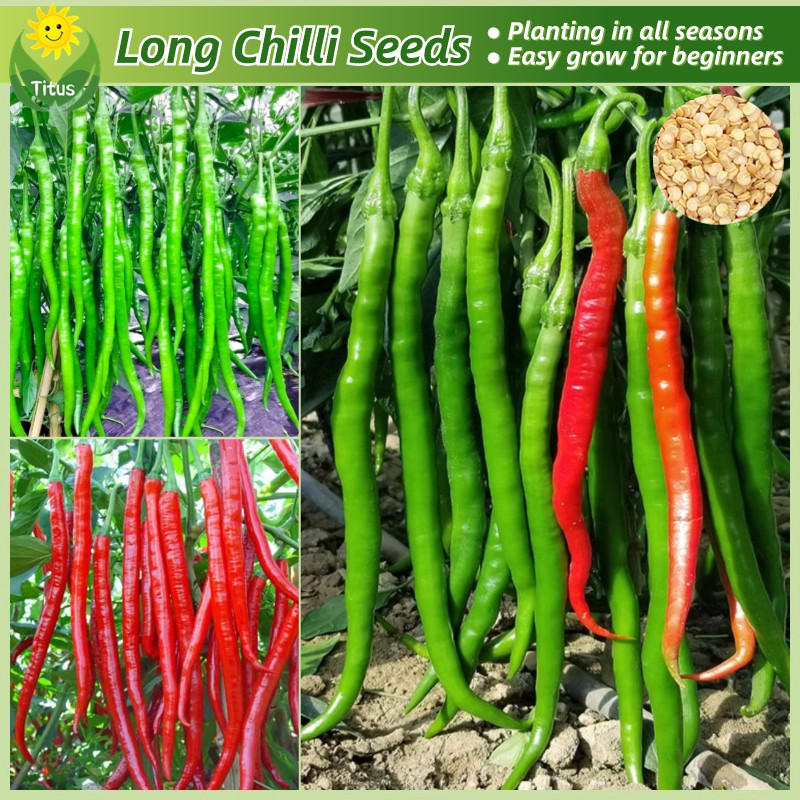 เม็ดพันธุ์ พริกชี้ฟ้ายาว เมล็ดพริกยาว บรรจุ 100เมล็ด Long Chili Pepper ...