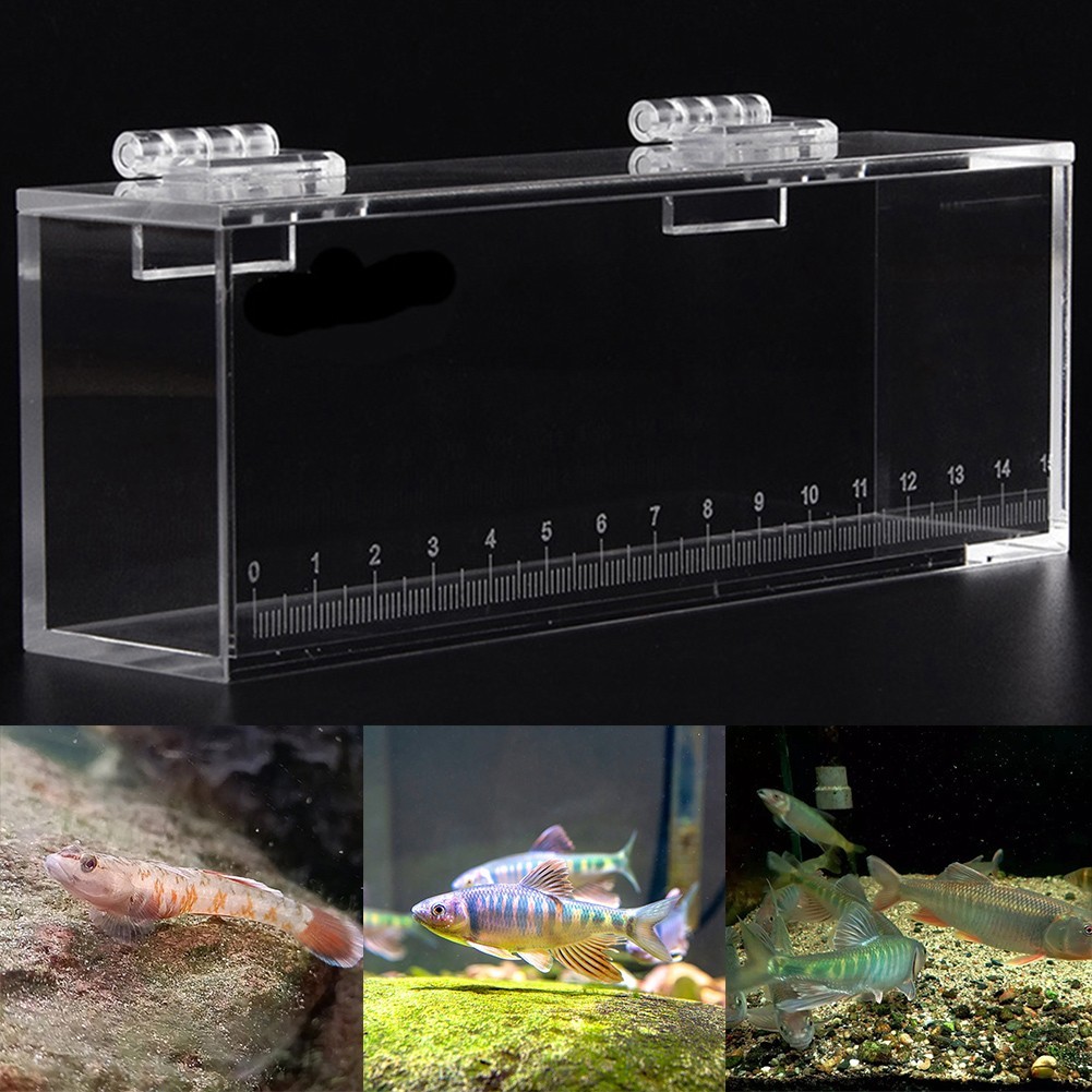 【Good】Fish Viewing Box High Clear With Scale Fish Box Fish Tank For ...