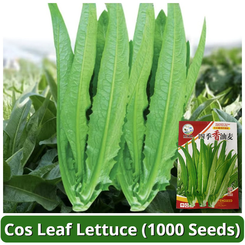 เมล็ดพันธุ์ โหยวม่ายจีน ผักโหยวม่ายจีน 1000เมล็ด Cos Leaf Lettuce Seed ...