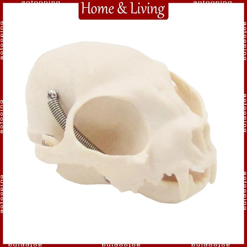 Aoto แมวที่สมจริงหัวโครงกระดูกแมวกายวิภาค Skull รุ่น Felidae หัวกระดูก ...