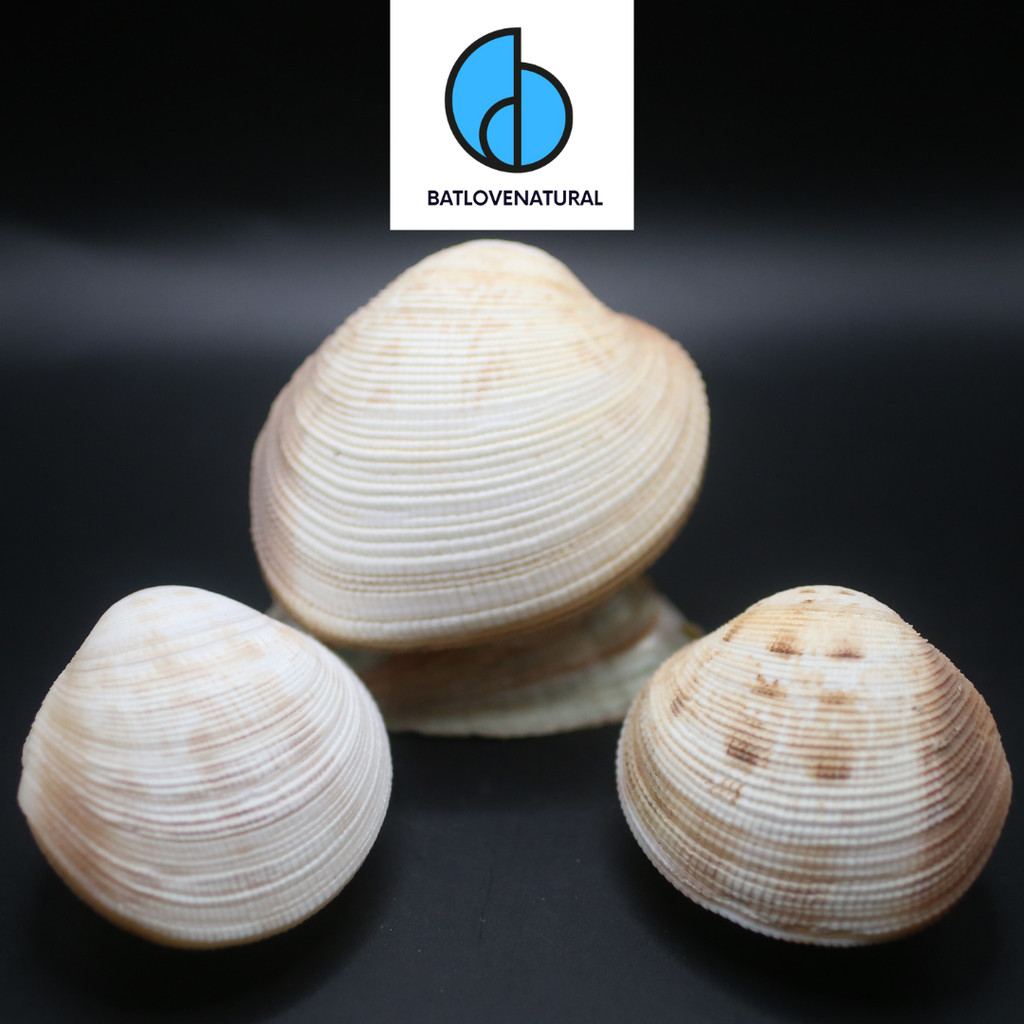Antigona Magnifica seashells - เปลือกหอยตกแต่งหลายขนาด - เปลือกหอยสวย ...