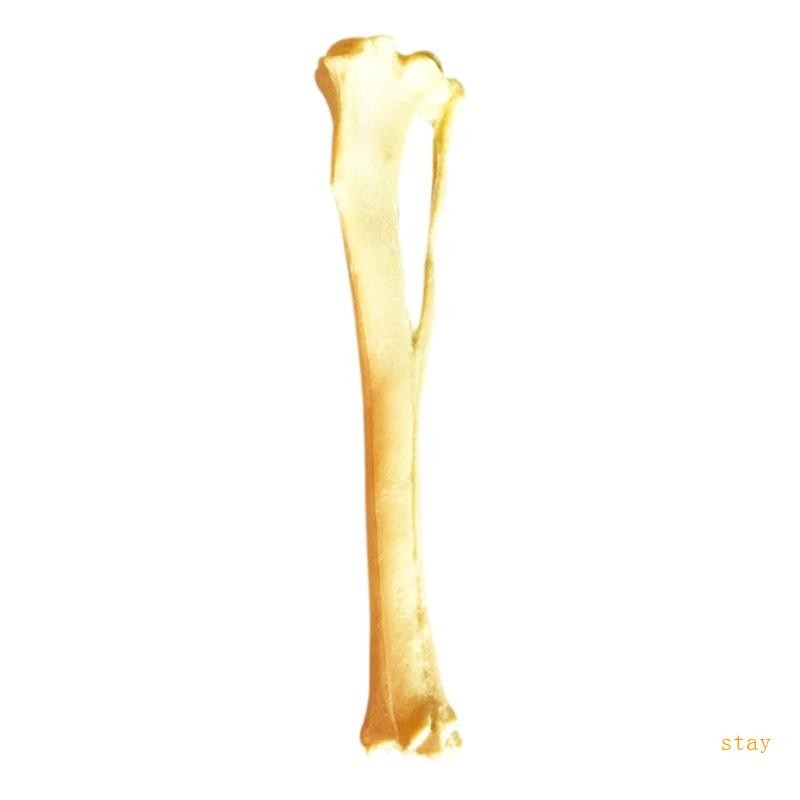 Stay Dog Tibia Skeletal รุ่นสุนัข Tibia Skeletal Anatomy สุนัข Tibia ...