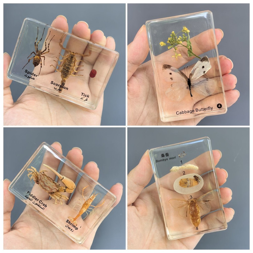 Real Animal And Plant Specimens Teaching Material Growth History ...