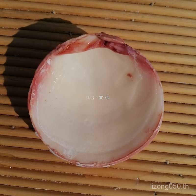 เครื่องประดับธรรมชาติ Creative Aquascaping ลูกฟูกชิ้นเดียว Conch Fish ...