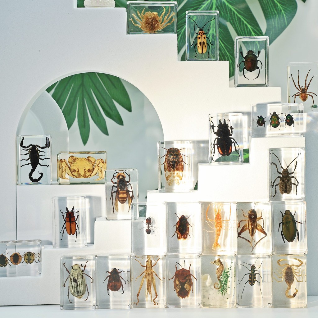 Real Insect Specimens Transparent Resin Handicrafts Tourist Souvenirs ...
