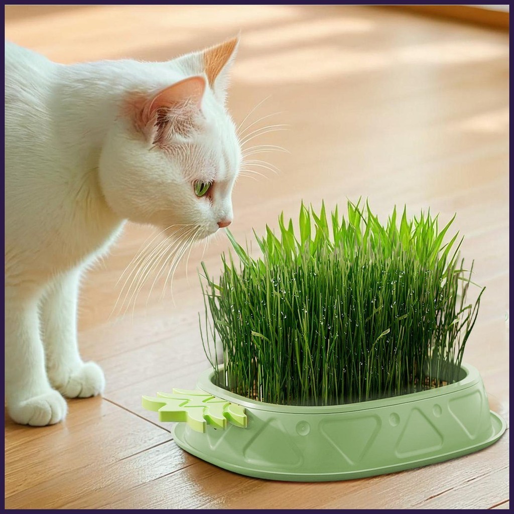 Hydroponic Cat Grass Growing Box Sprouting ถาดสําหรับต้นกล้าสับปะรด ...