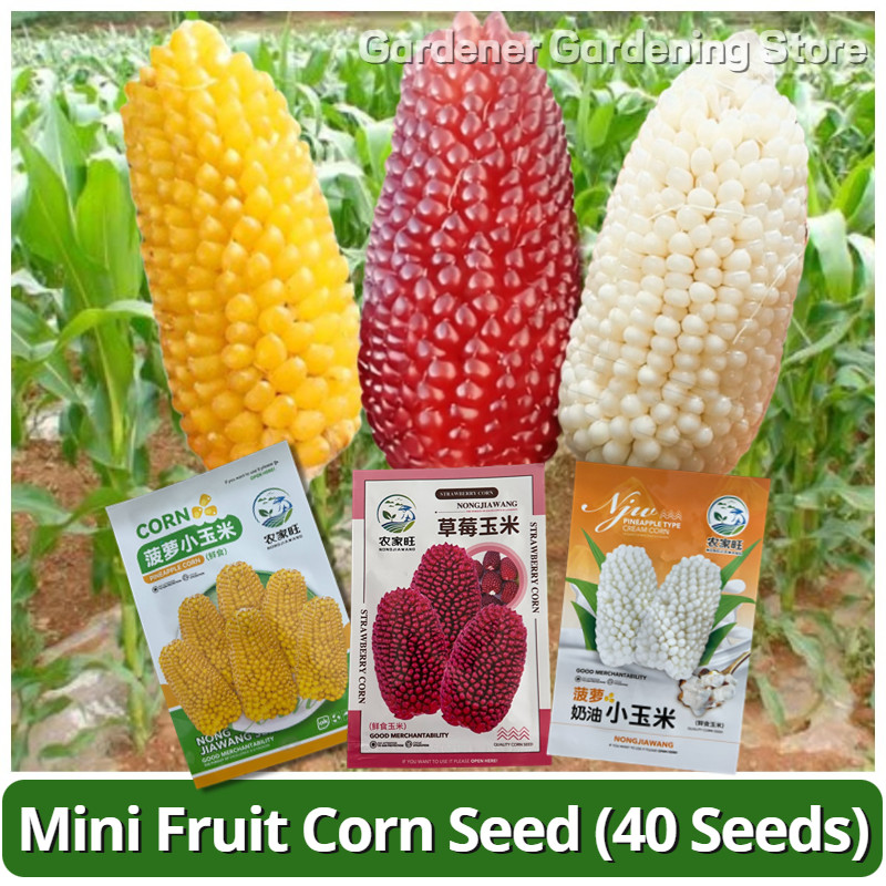 เมล็ดพันธุ์ ข้าวโพดผลไม้มินิ บรรจุ 40 เมล็ด Red Strawberry Corn Yellow ...