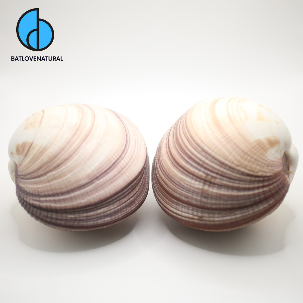 Antigona Magnifica Big Size - เปลือกหอยตกแต่งหลายขนาด - เปลือกหอยสวยงาม ...