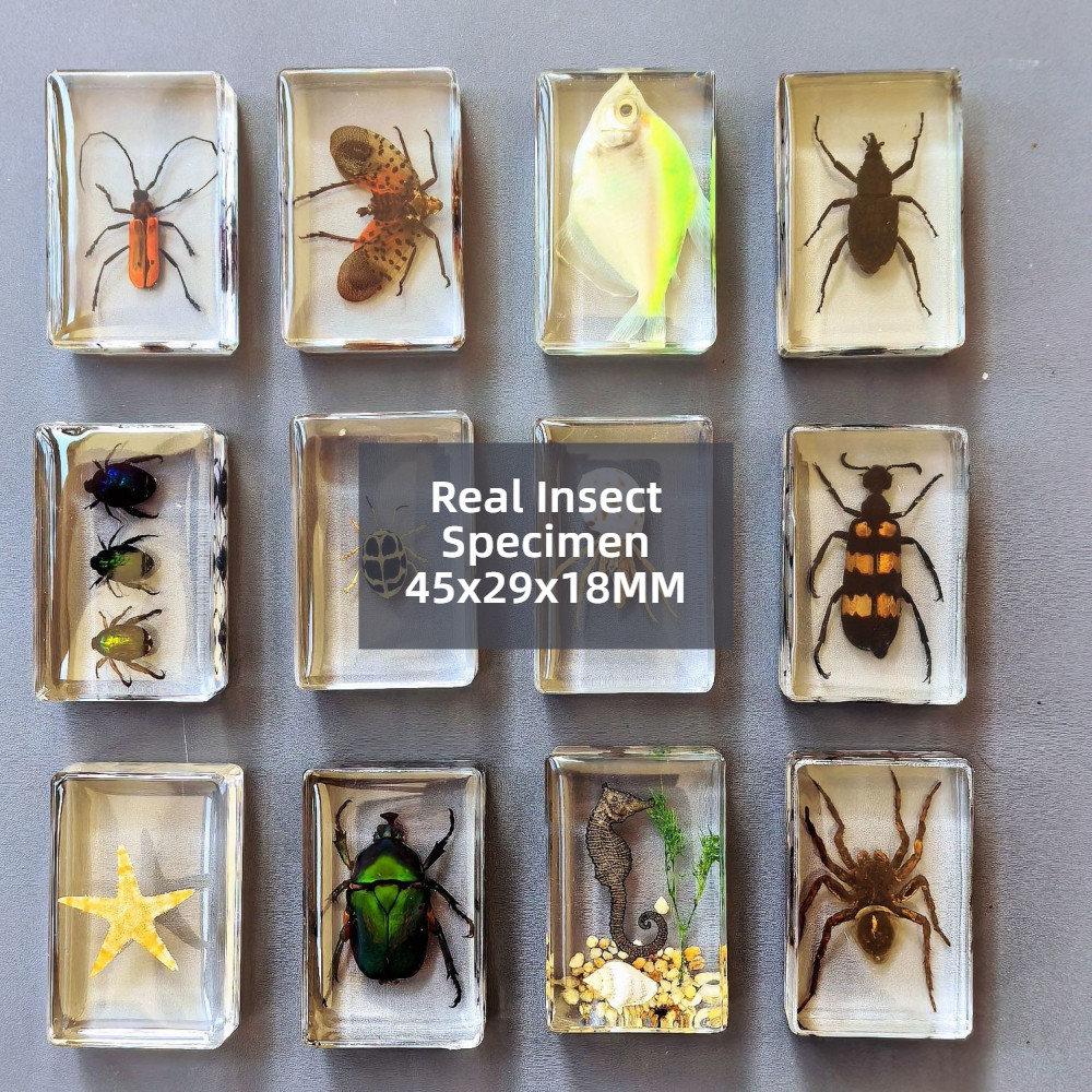 4.5cm Real Insect Specimens Animals Transparent Resin Ornaments Primary ...