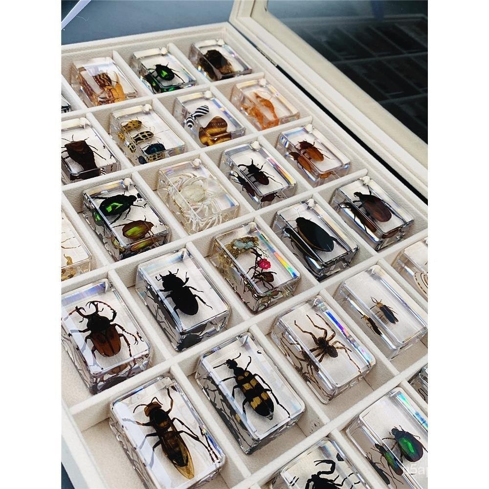 Natural Real Insect Specimen Resin Marine Animal Japanese Rhinoceros ...