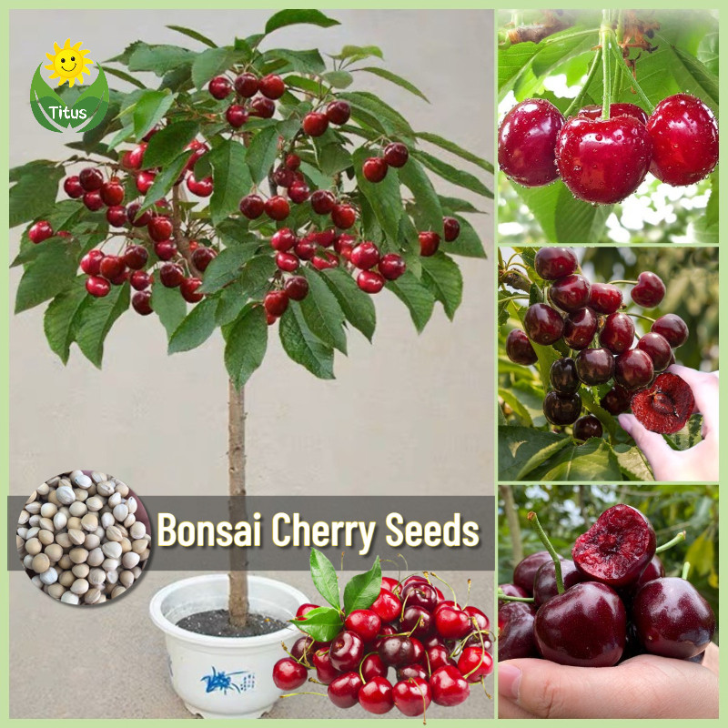 เมล็ดพันธุ์ เชอร์รี่ เมล็ดเชอร์รี่ บรรจุ 30เมล็ด Sweet Cherry Seed ผลไม้เขตร้อน บอนสี เมล็ดผลไม้ ...