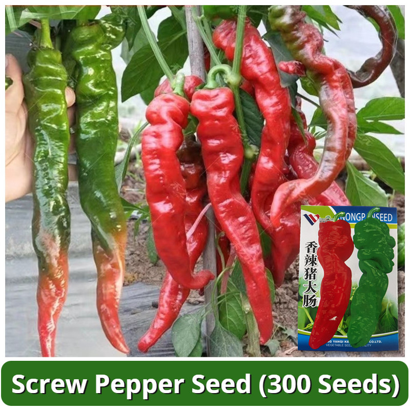 เมล็ดพันธุ์ พริกไทยเกลียว บรรจุ 300 เมล็ด Screw Pepper Seeds เมล็ด ...