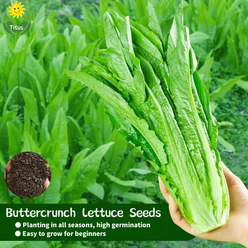 เมล็ดสลัดกรีนคอส โรเมน บรรจุ 200 เมล็ด Cos Leaf Lettuce Seeds เมล็ด ...